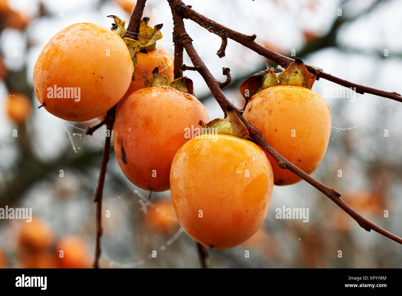 persimmon tree full of fruit photographed in winter Stock Photo - Alamy