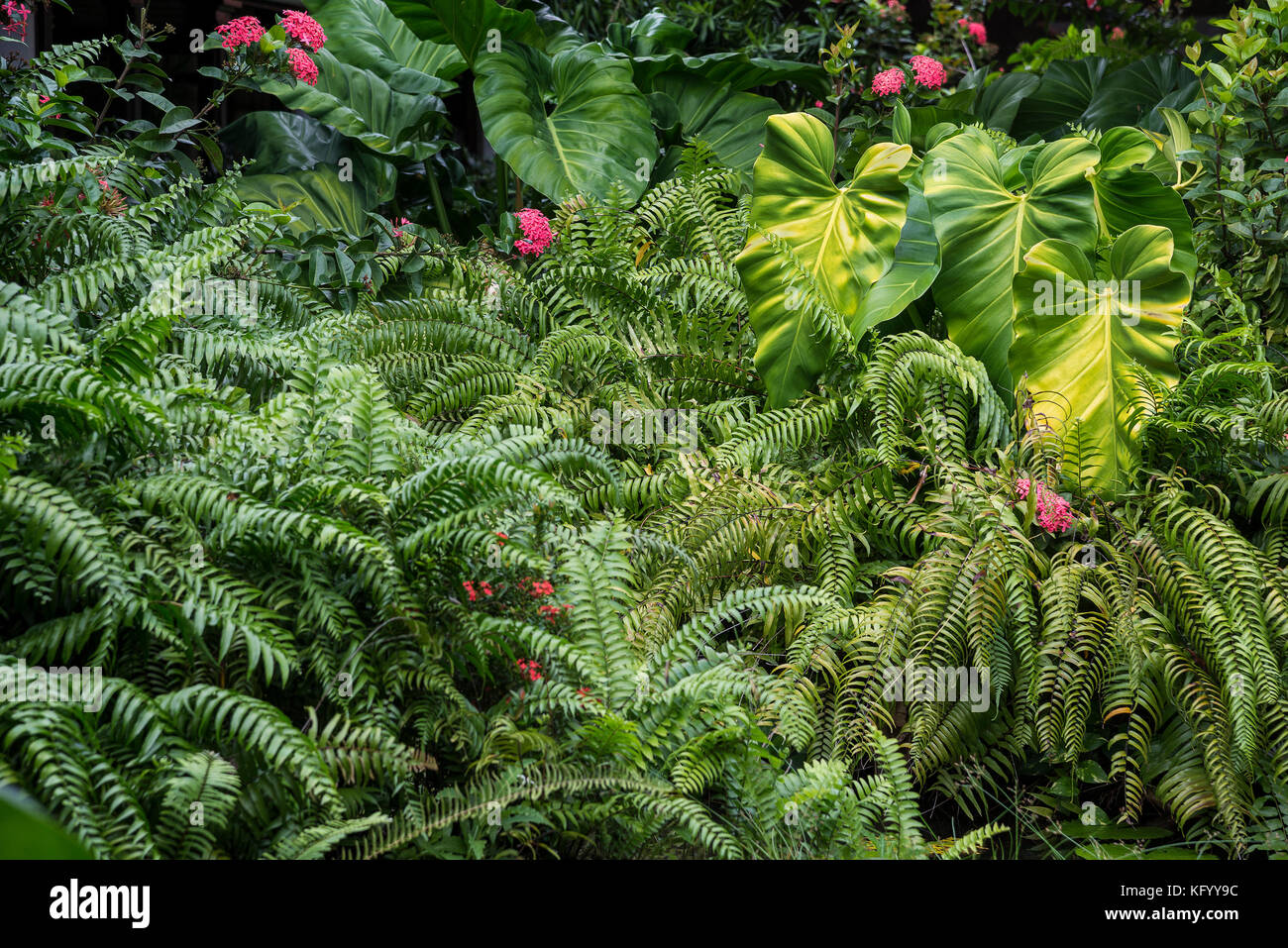 Green vegetation in the summer flowers and leaves Stock Photo - Alamy
