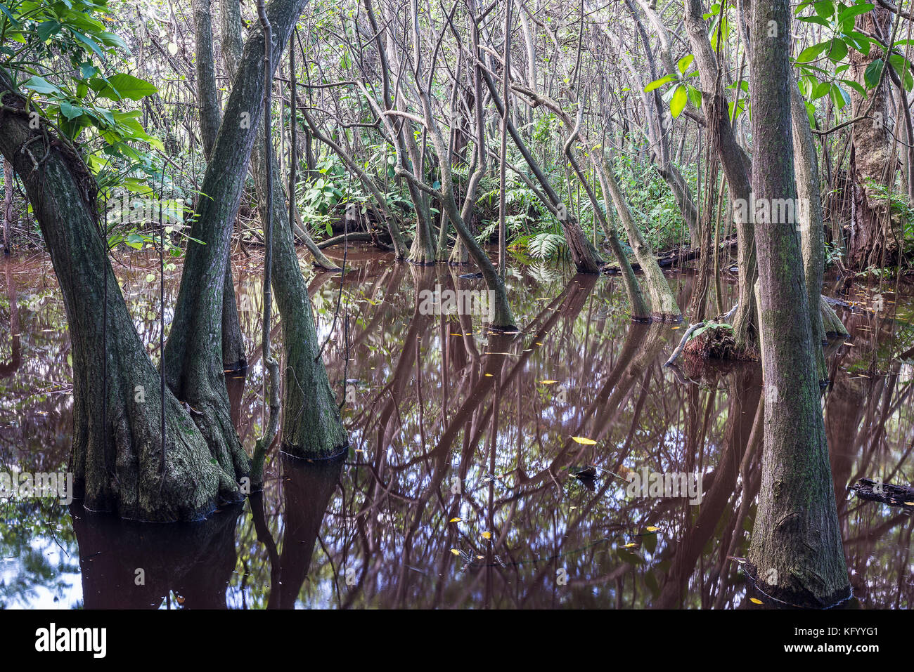 The bog in the primeval forest with rees and plants Stock Photo - Alamy