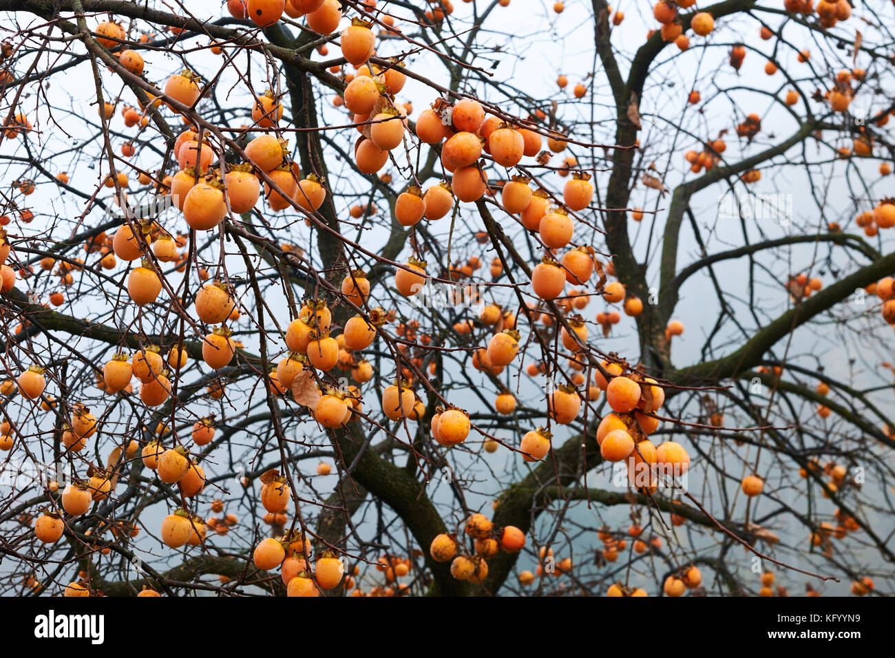 persimmon tree full of fruit photographed in autumn, with intentional ...