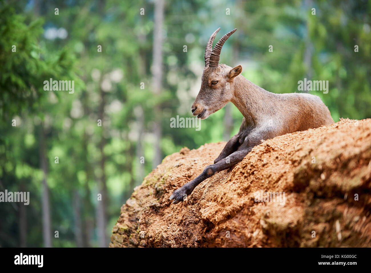 Portrait of a cute young Ibex in the Alps Stock Photo - Alamy