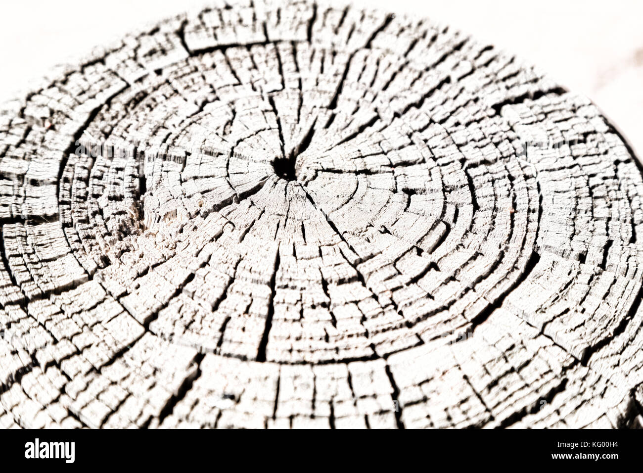 abstract texture of a surface tree like background grain Stock Photo ...