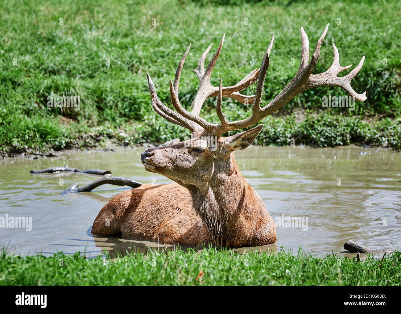 Beautiful deer takes a bath on a hot and sunny summer's day Stock Photo ...