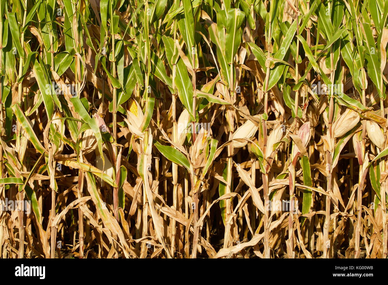Landscape field edge ears hi-res stock photography and images - Alamy