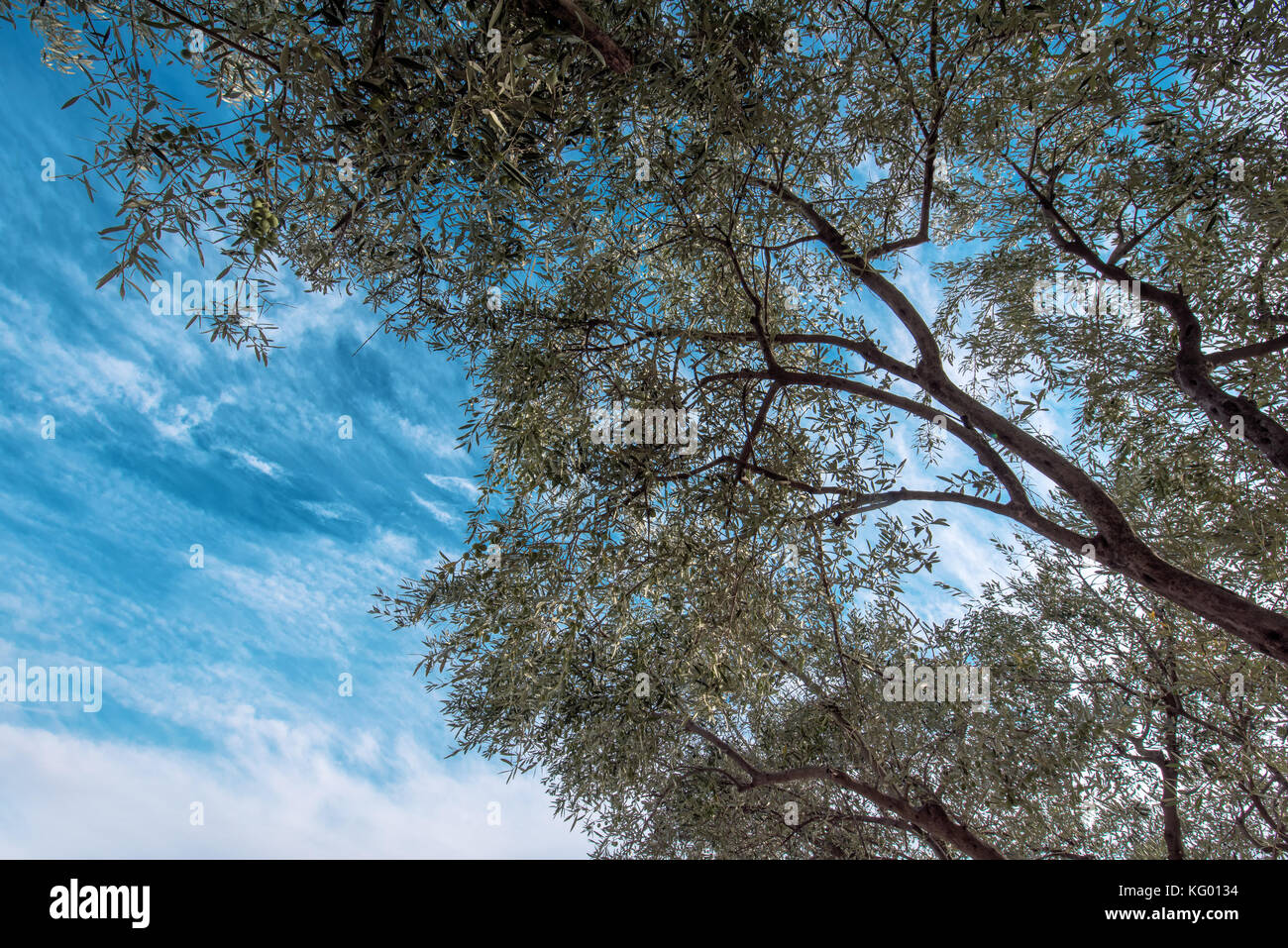 Low angle view an olive tree hi-res stock photography and images - Alamy