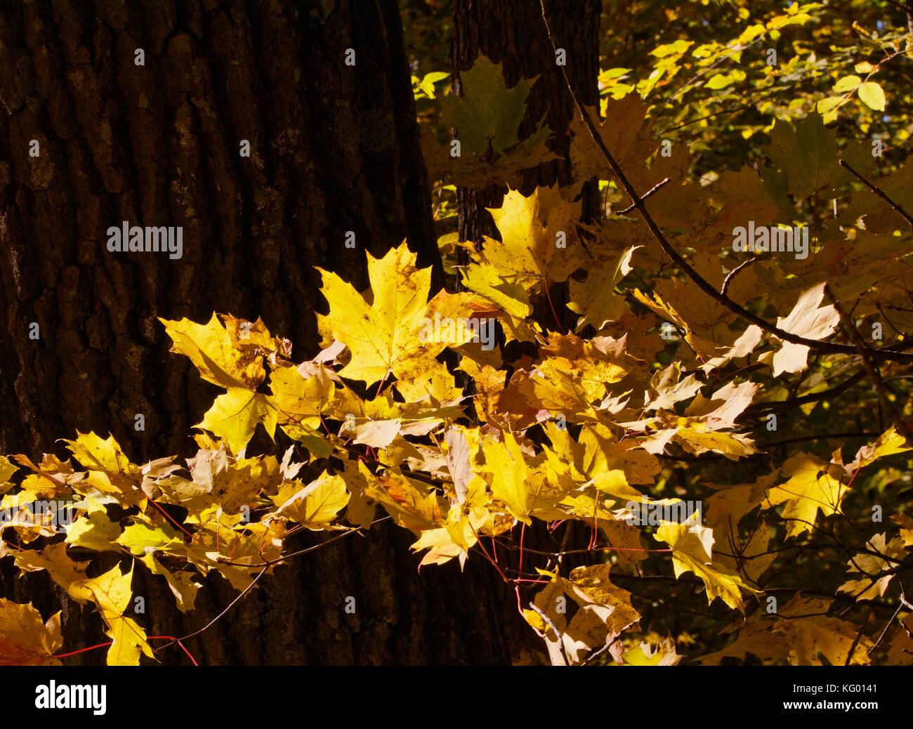 Golden leaves on the tree Stock Photo - Alamy