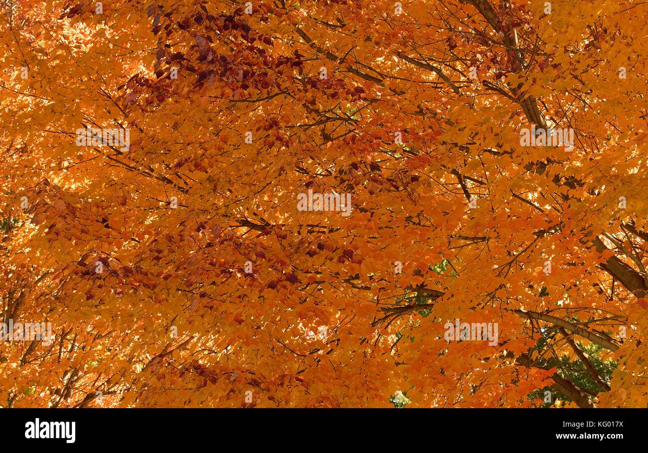 Tree rust colour leaves hi-res stock photography and images - Alamy