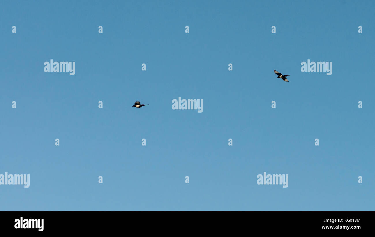 Two magpies hi-res stock photography and images - Alamy