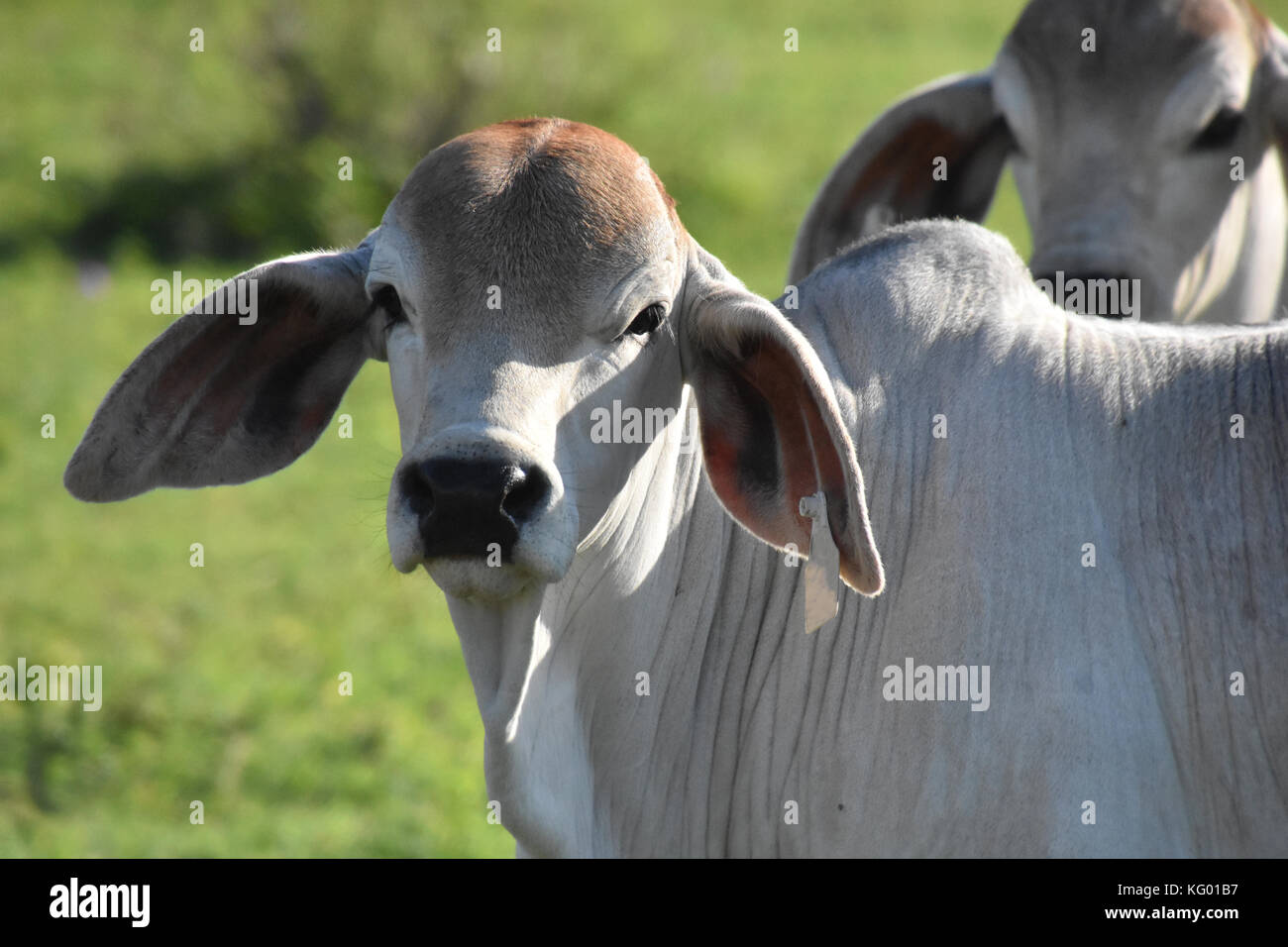 Brahman hi-res stock photography and images - Alamy