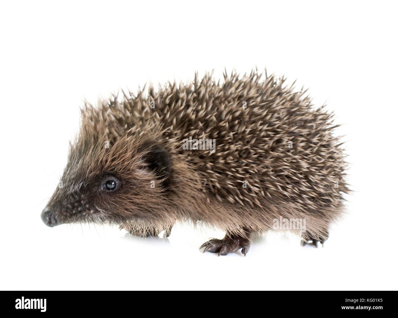 baby hedgehog in front of white background Stock Photo - Alamy