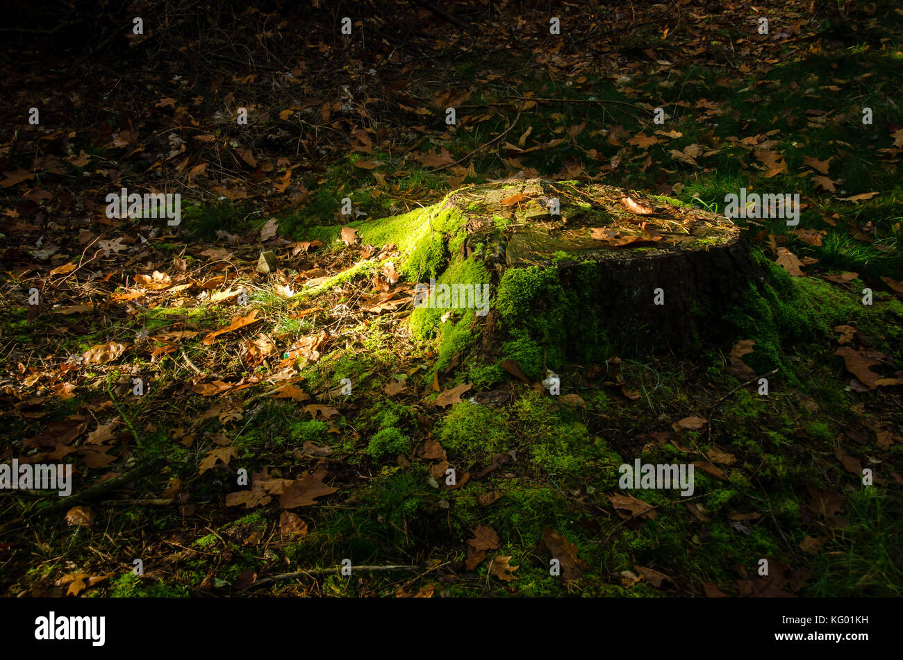 Tree trunk with some nice light Stock Photo - Alamy