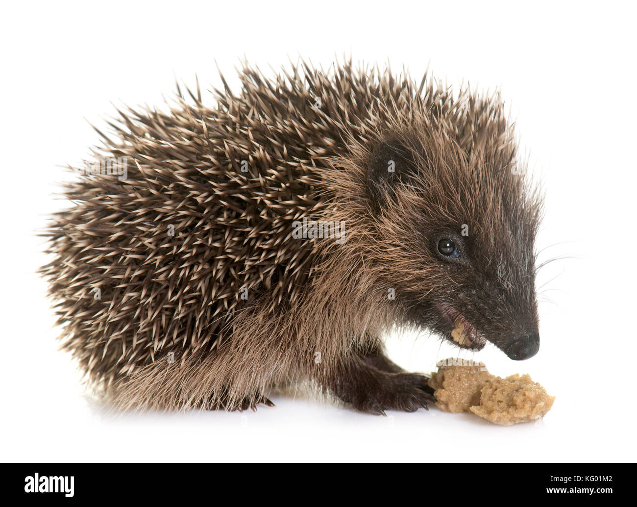 baby hedgehog eating in front of white background Stock Photo - Alamy