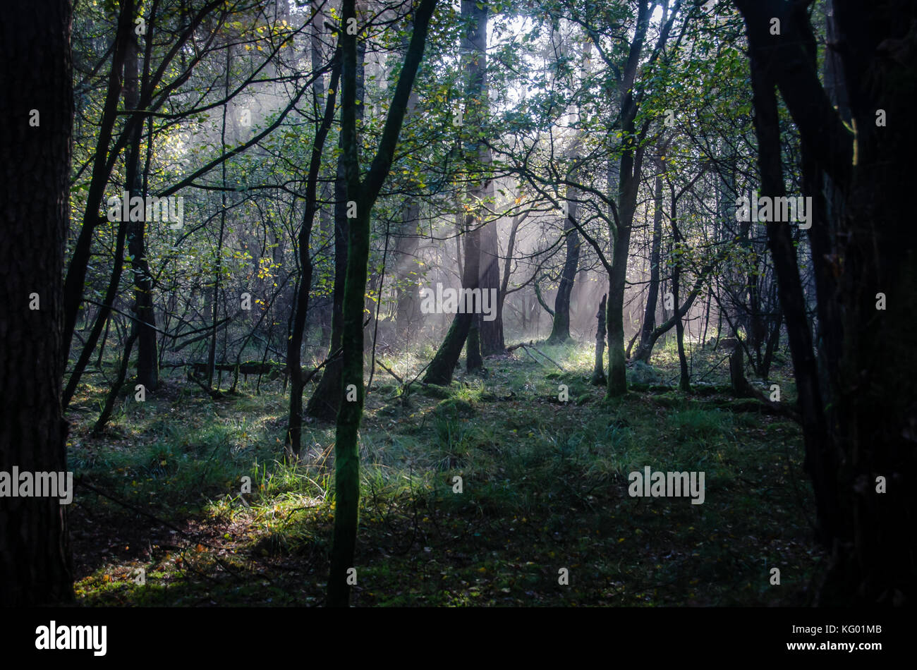 light trough the forest Stock Photo - Alamy