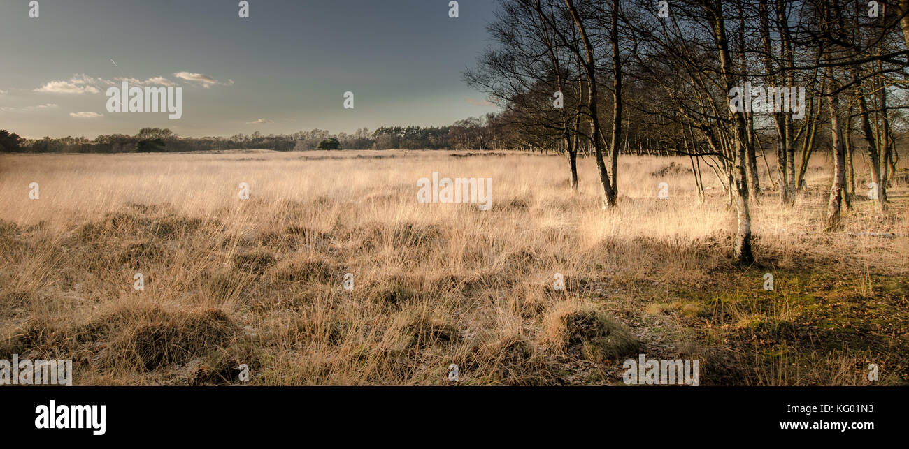 Heather yellow hi-res stock photography and images - Alamy