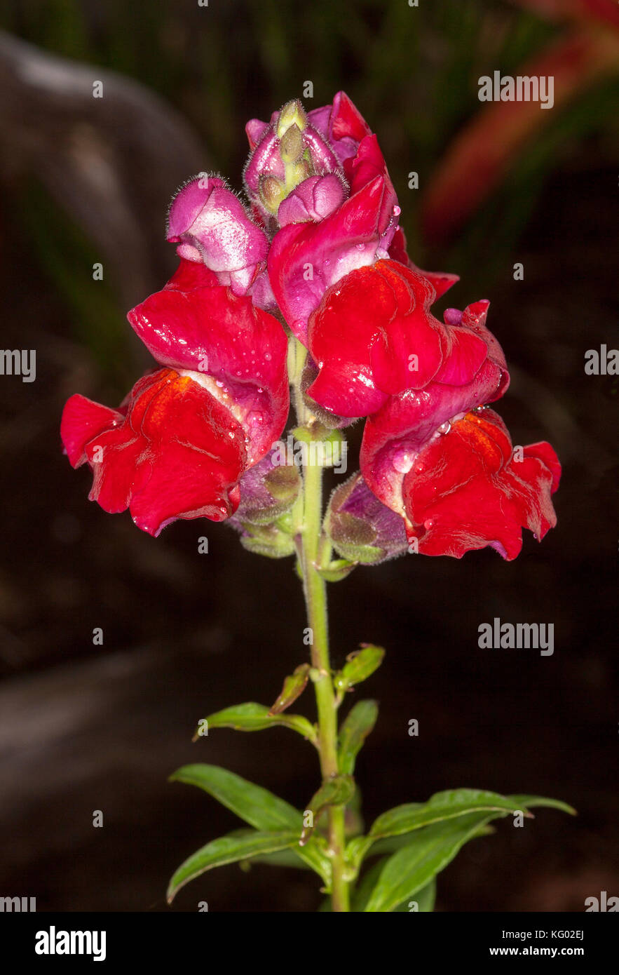 Antirrhinum snapdragons hi-res stock photography and images - Alamy