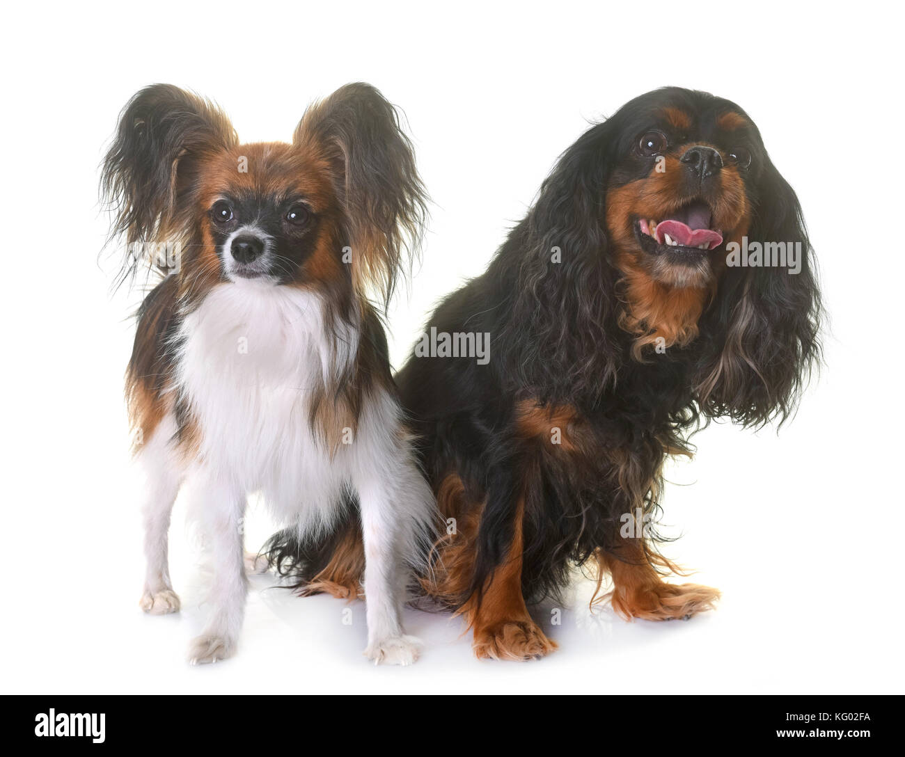 cavalier king charles and papillon dogs in front of white background ...