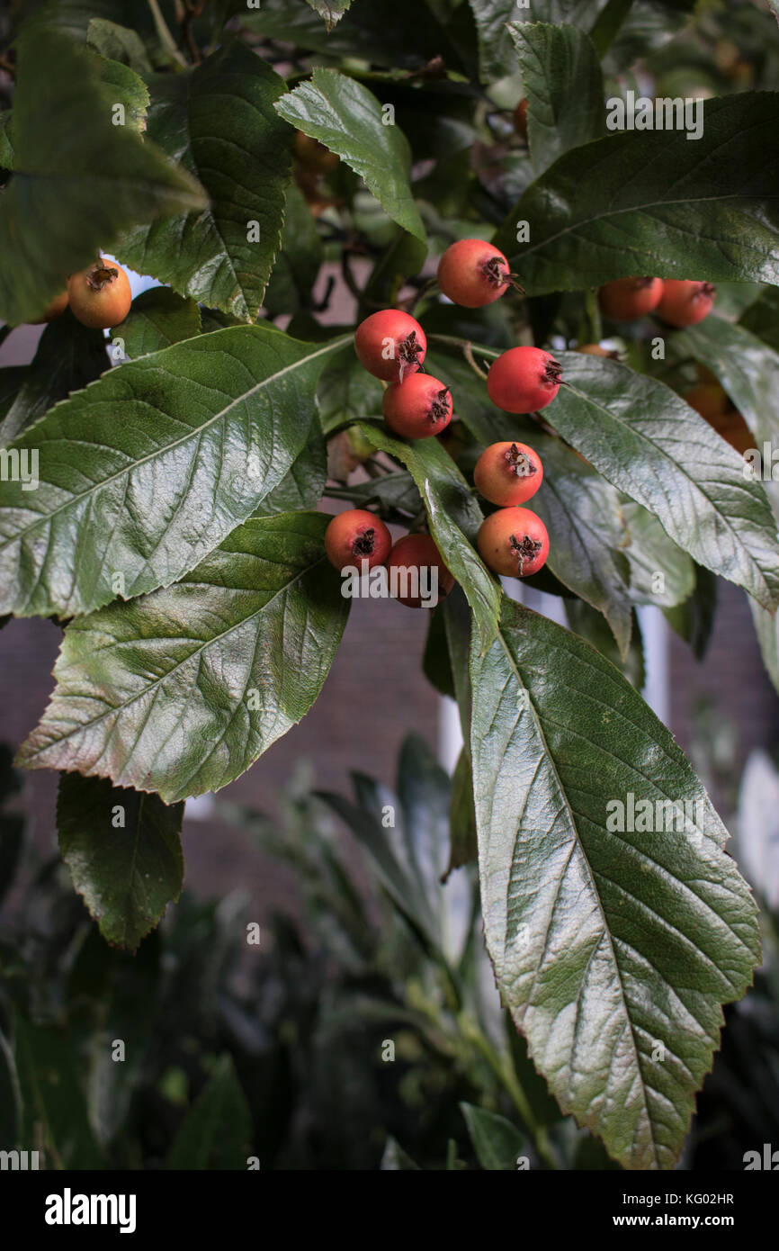 Red berries on trees in autumn London Stock Photo - Alamy