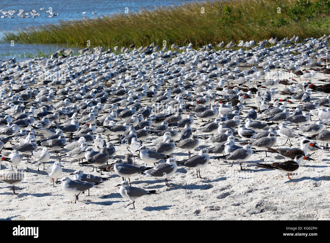 A large flock of birds, Skimmers and seagulls, take off flying from a ...