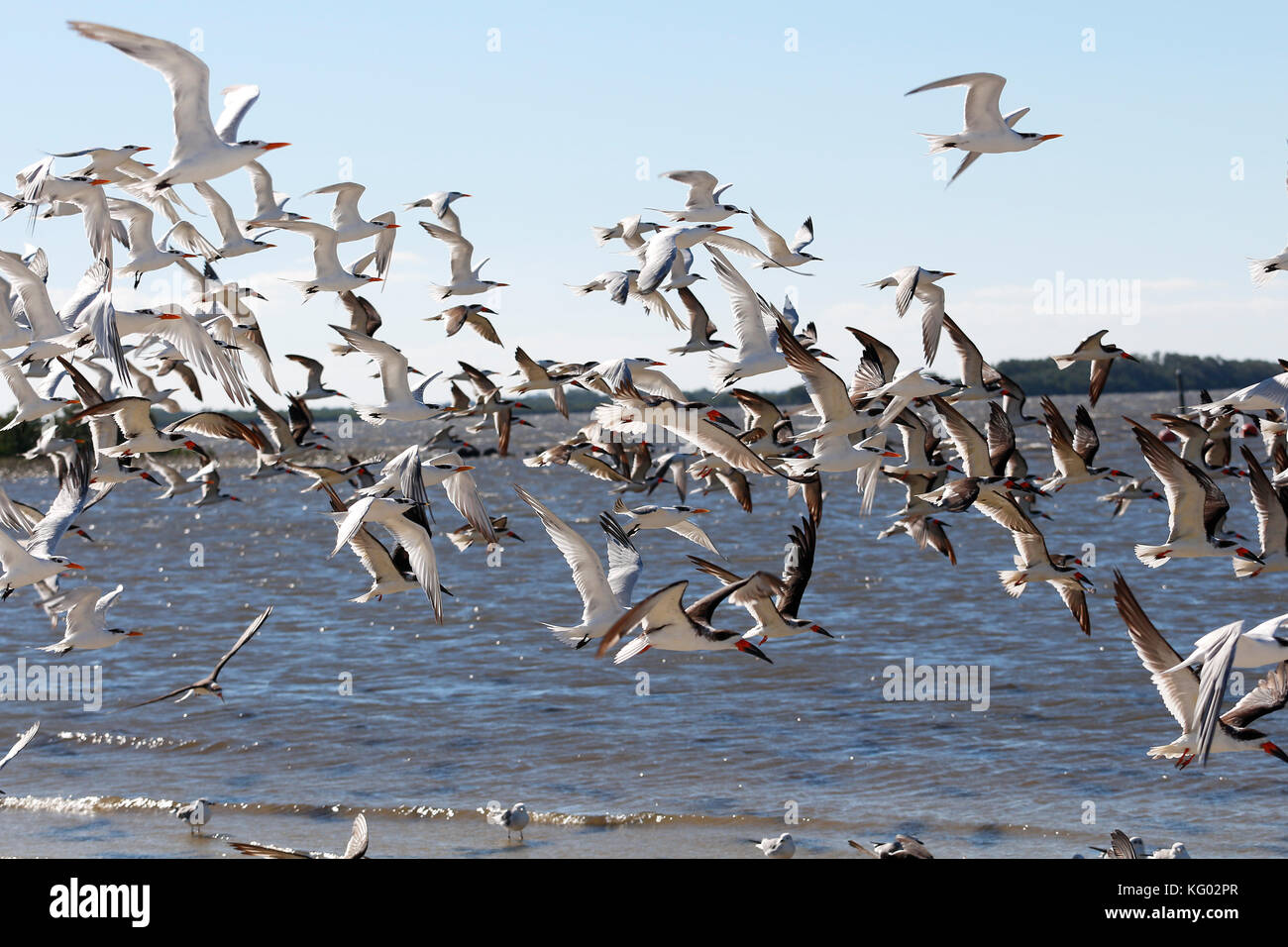 A large flock of birds, Skimmers and seagulls, take off flying from a ...