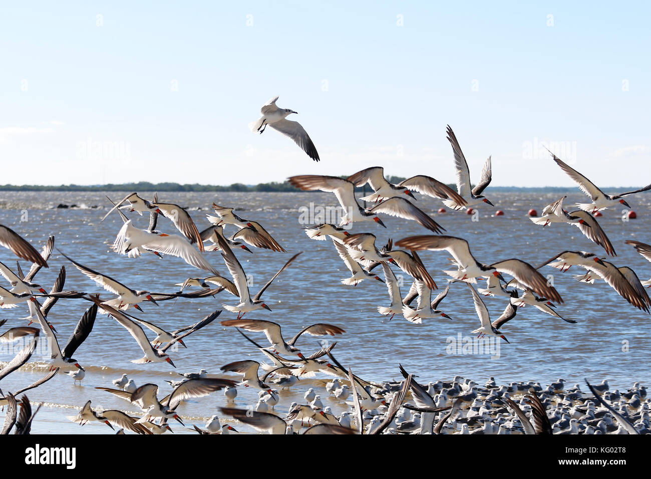 A large flock of birds, Skimmers and seagulls, take off flying from a ...