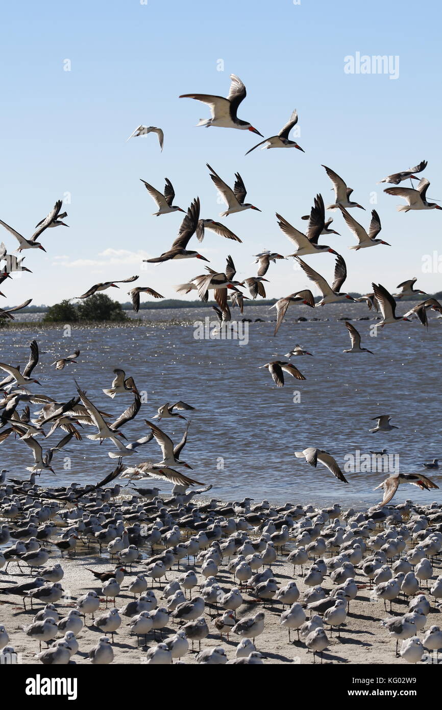 Flock birds flying usa hi-res stock photography and images - Alamy