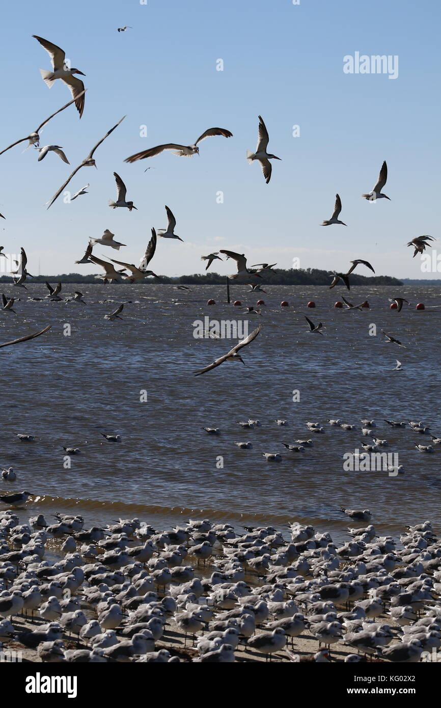 A large flock of birds, Skimmers and seagulls, take off flying from a ...