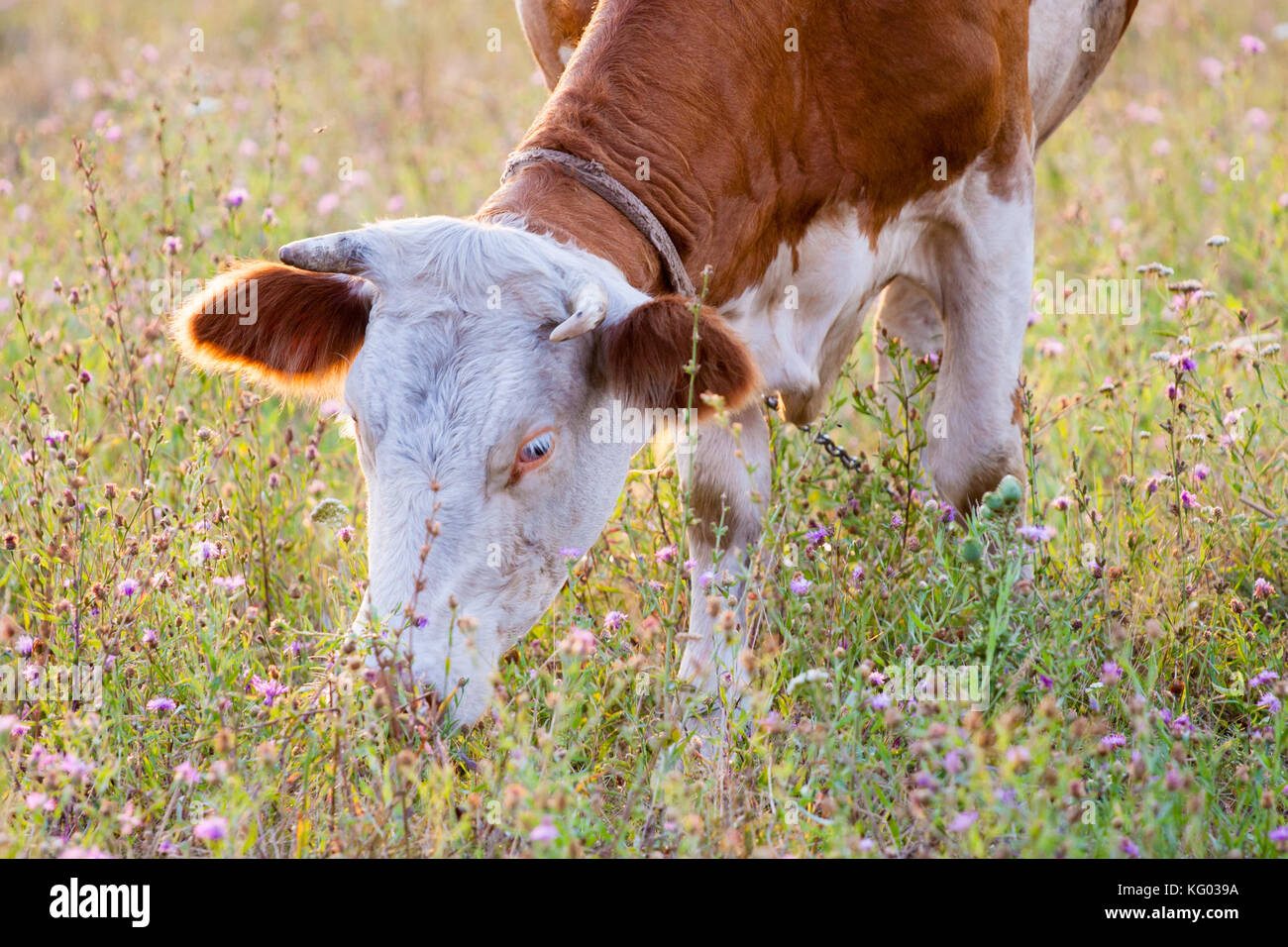 A red cow grazing on the meadow and eating grass and flowers in summer ...