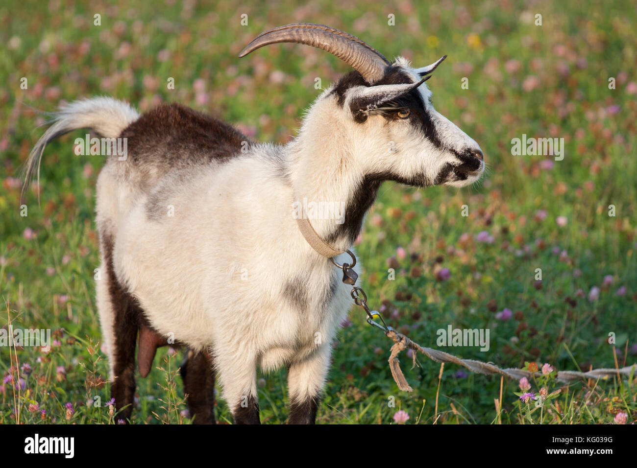 Goat on leash hi-res stock photography and images - Alamy