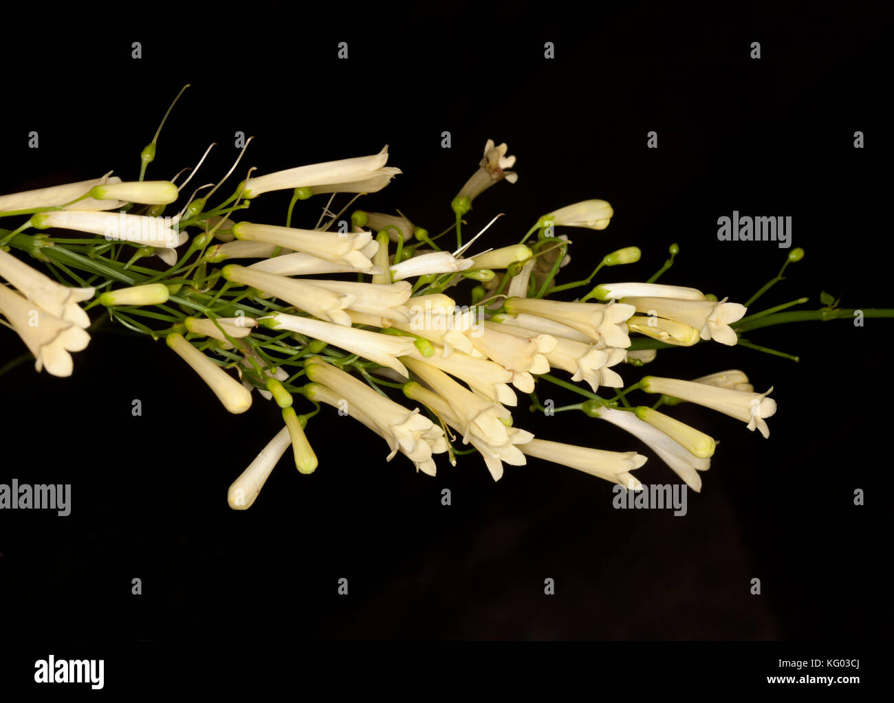 Tubular flowers hi-res stock photography and images - Alamy