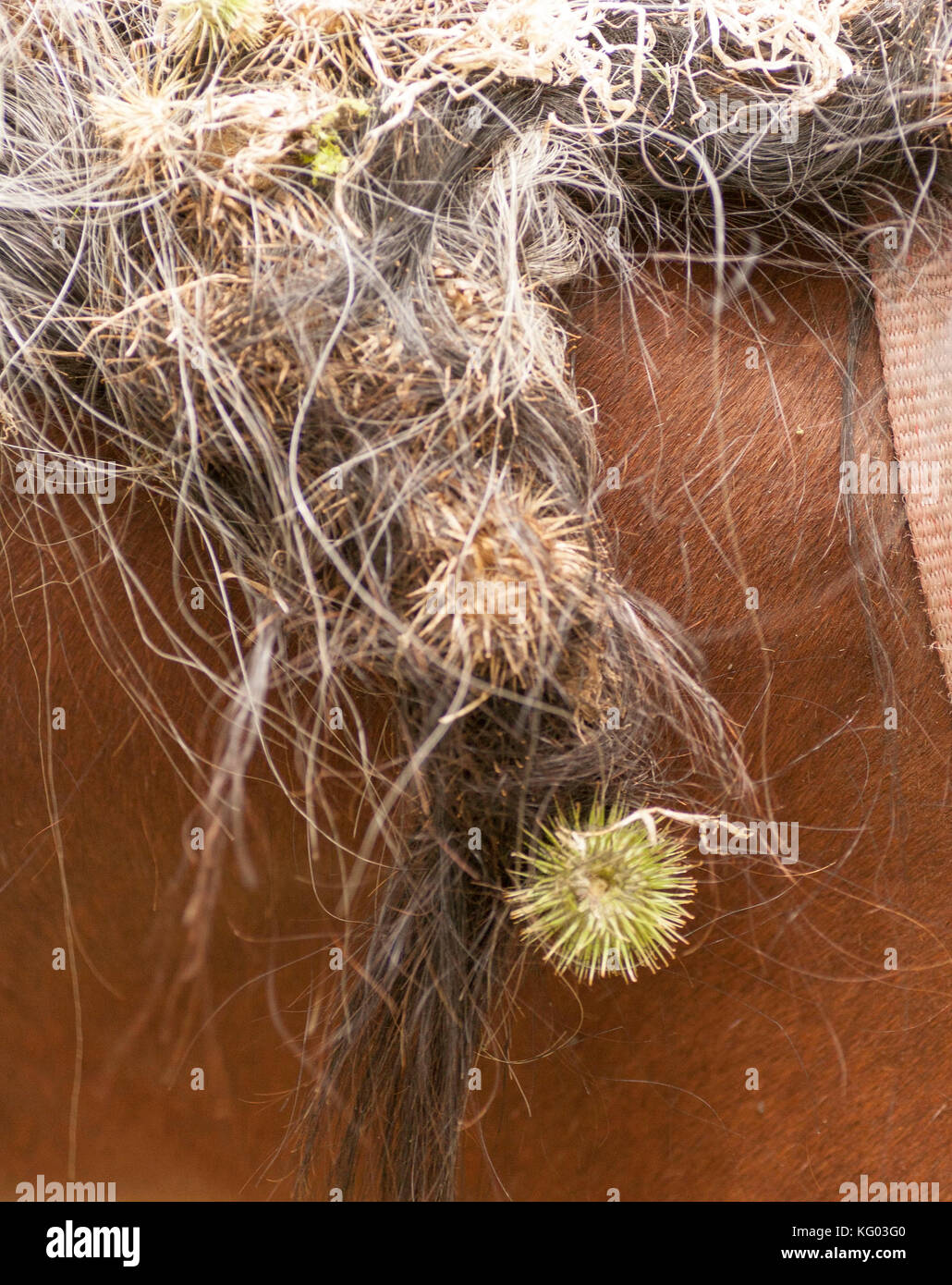 Matted horses mane with vegetation Stock Photo - Alamy