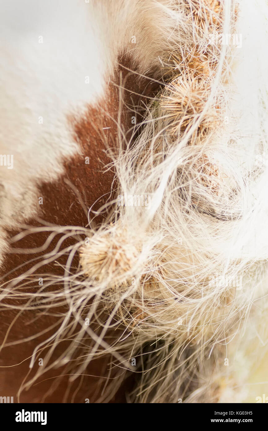 Cayuse pony hi-res stock photography and images - Alamy