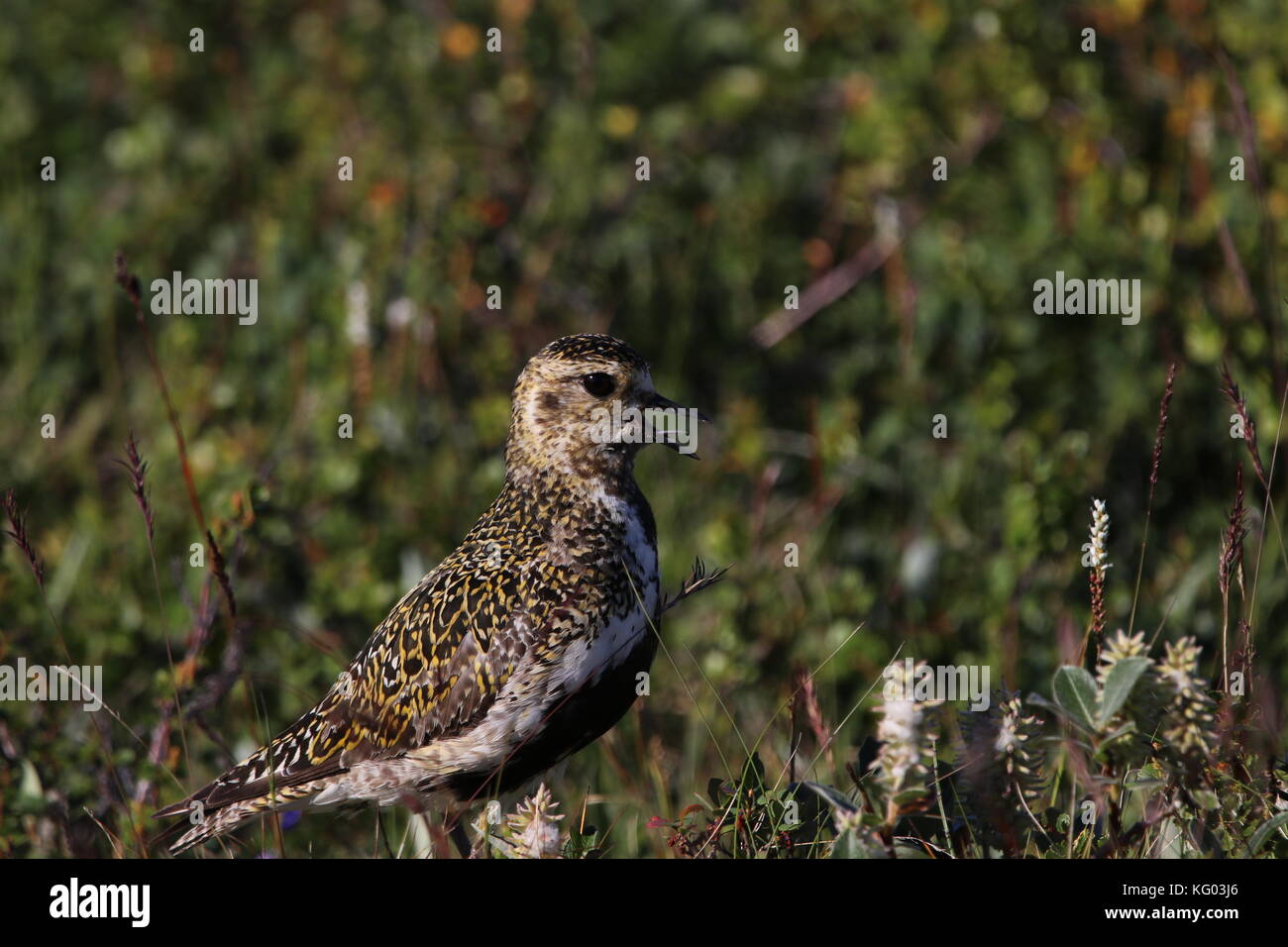 European golden plover, Egilsstaðir, Iceland Stock Photo - Alamy
