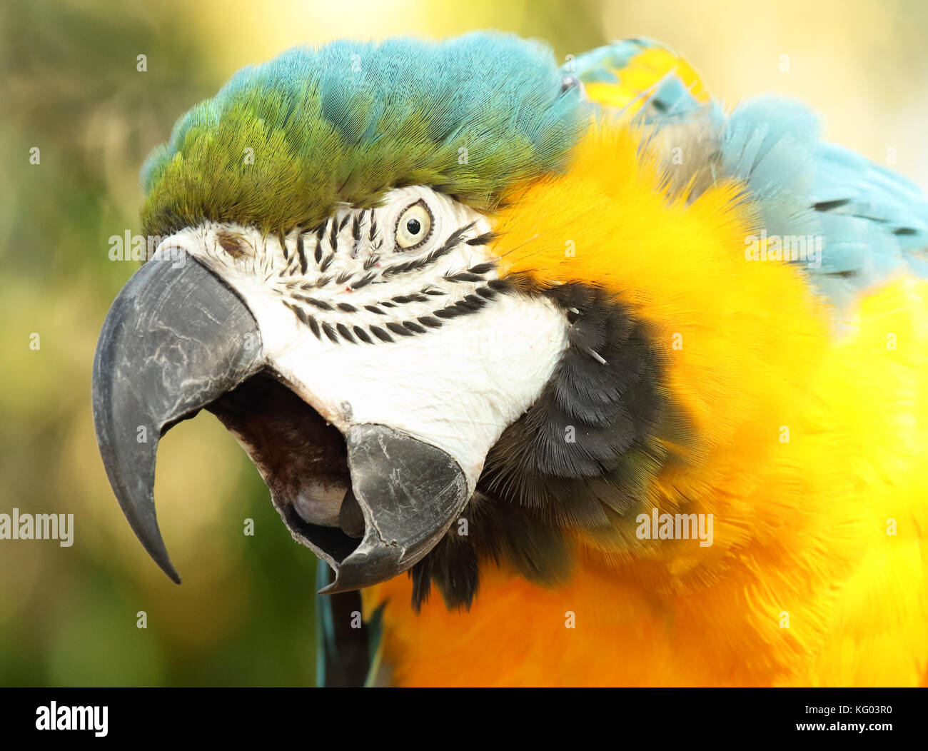 A Macaw calling loudly Stock Photo - Alamy