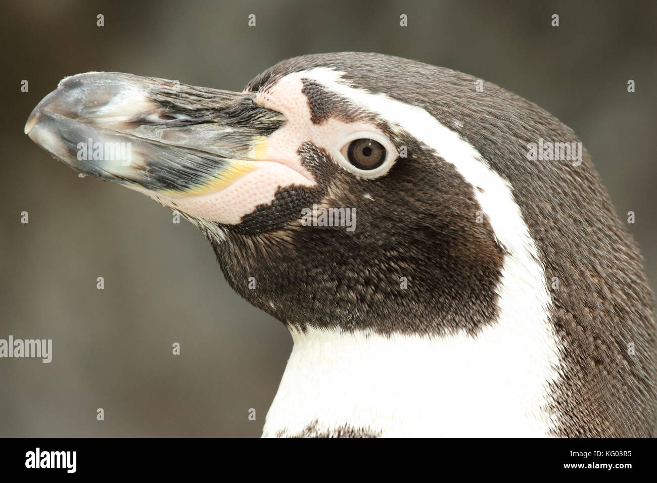 African penguin endangered species hi-res stock photography and images ...