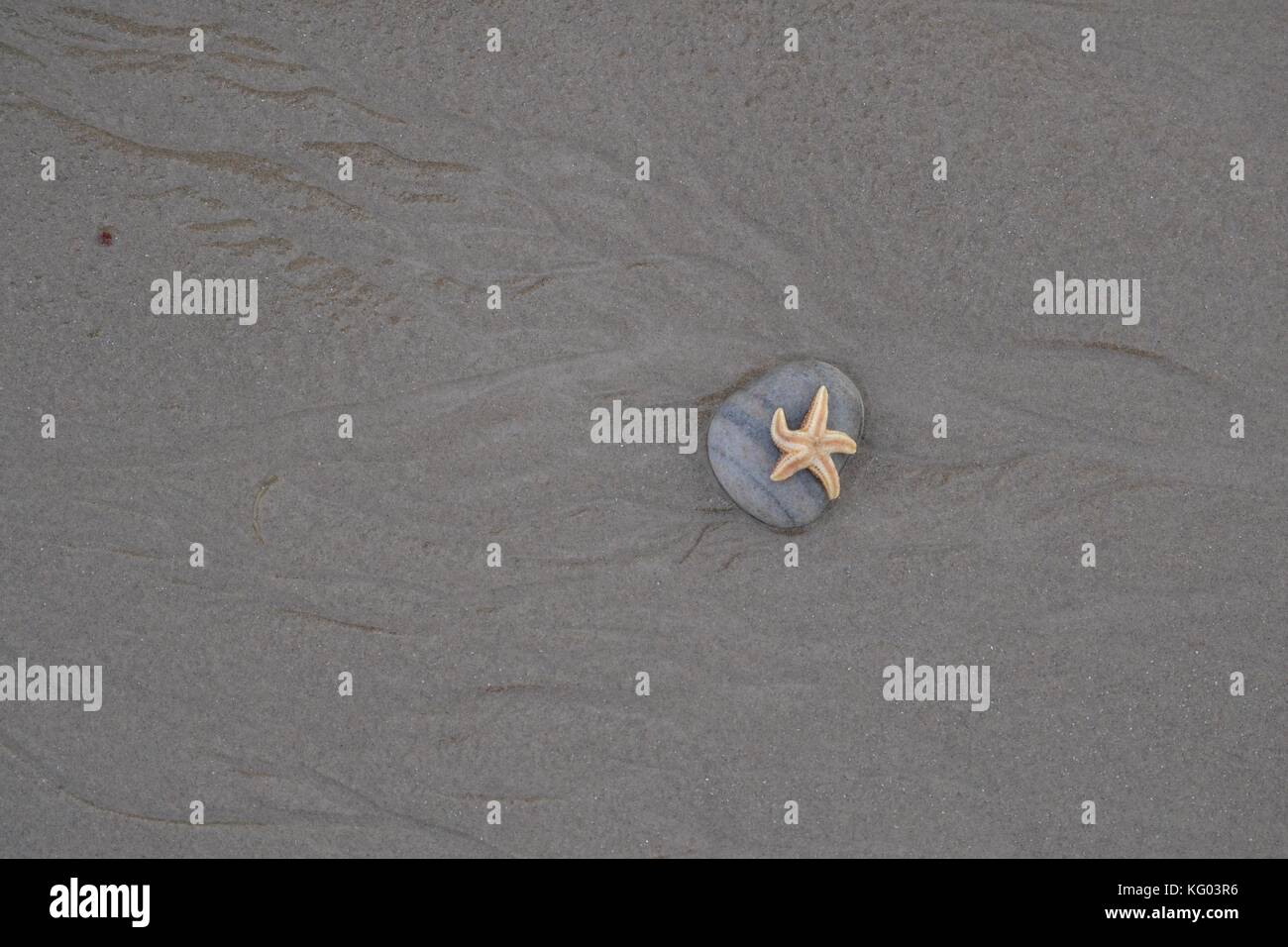 Starfist on the beach hi-res stock photography and images - Alamy
