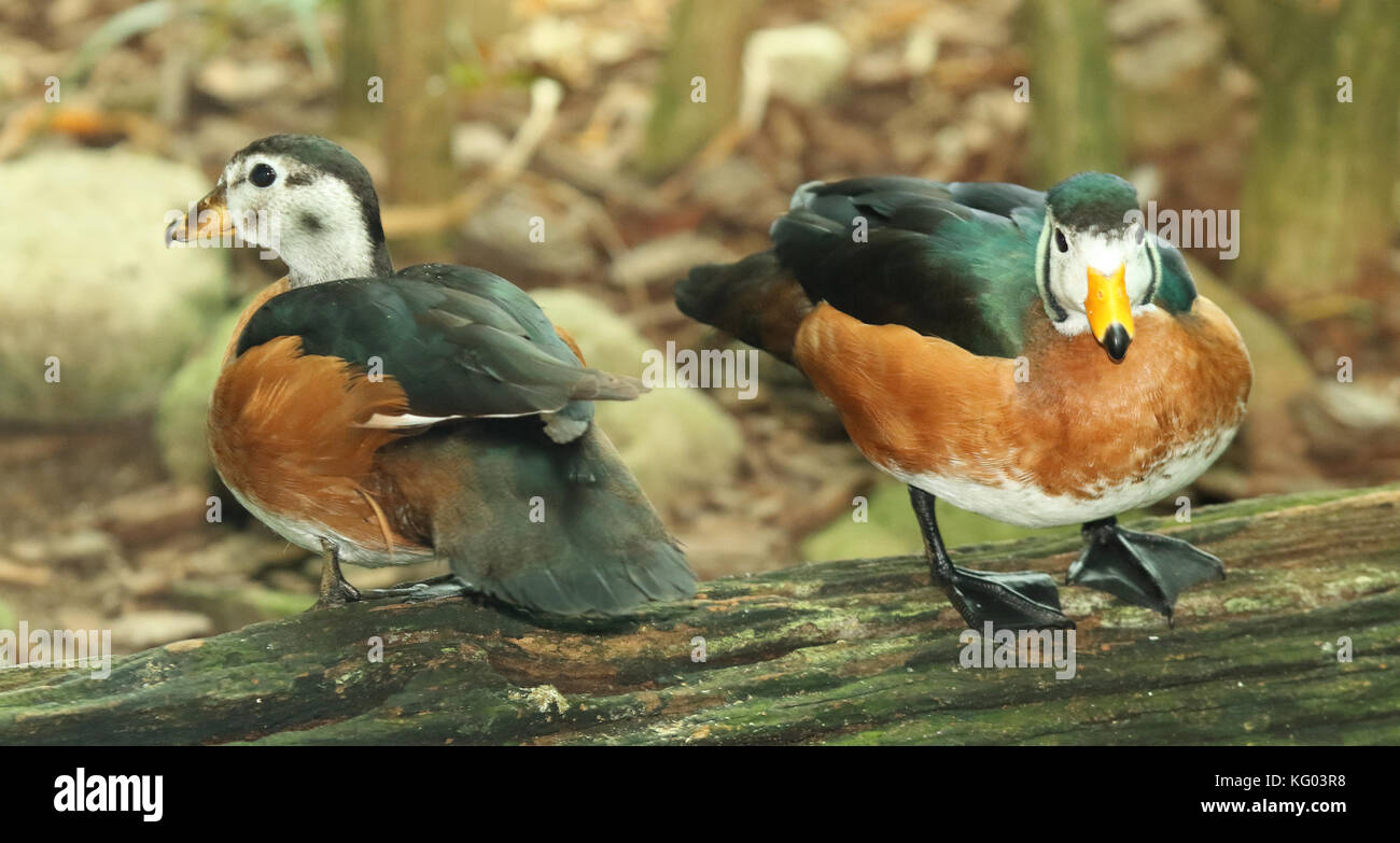 African pygmy geese hi-res stock photography and images - Alamy