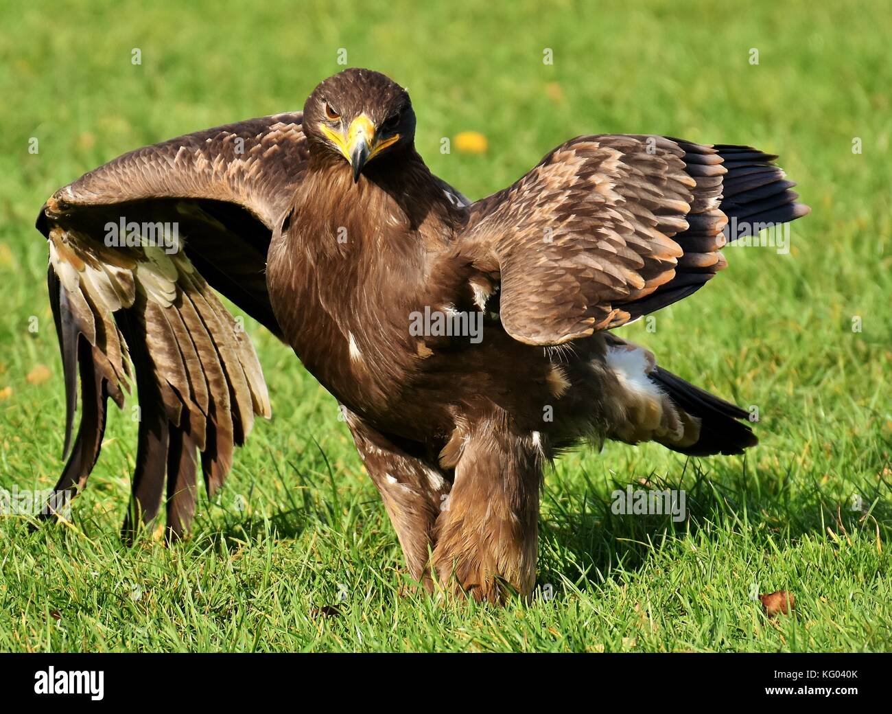 Eagle on the grass Stock Photo - Alamy