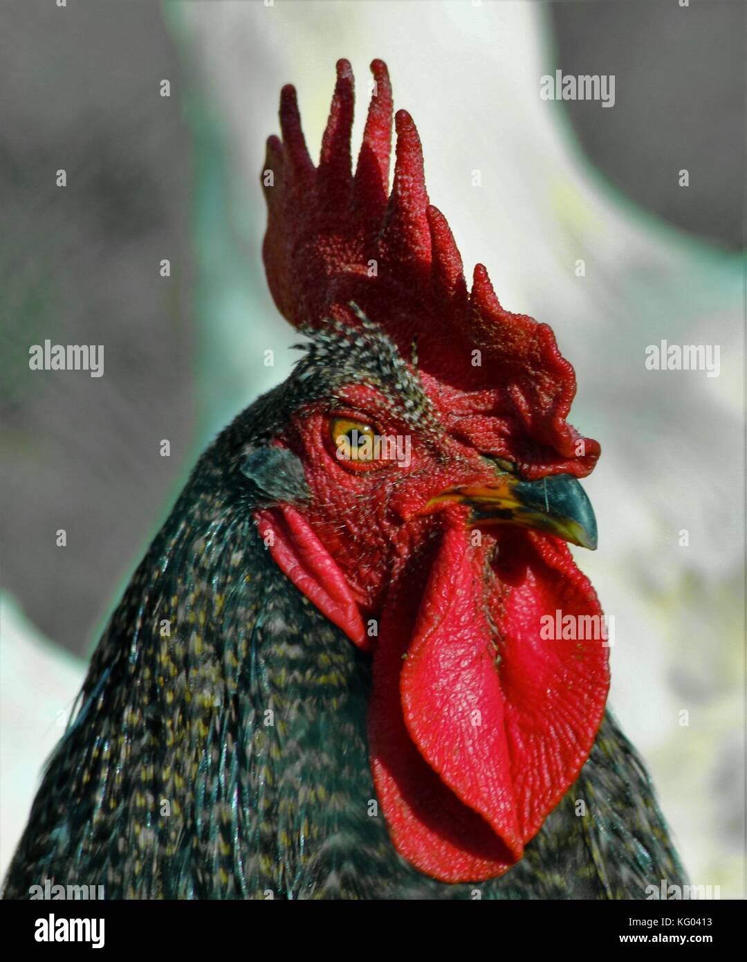 Chicken portrait hi-res stock photography and images - Alamy