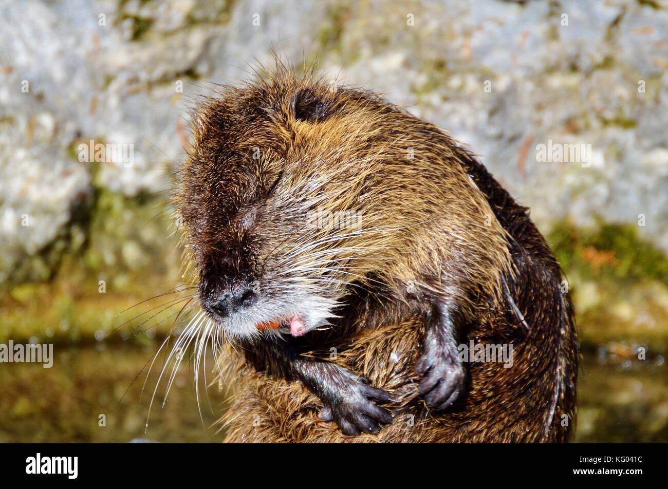 Beaver the national animal of Canada Stock Photo - Alamy