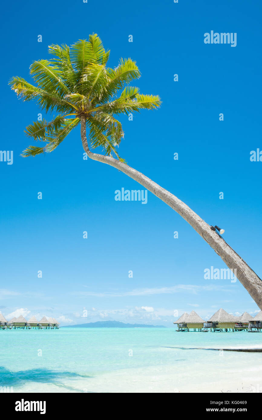 Palm tree with bungalows over water in Bora Bora, French Polynesia ...