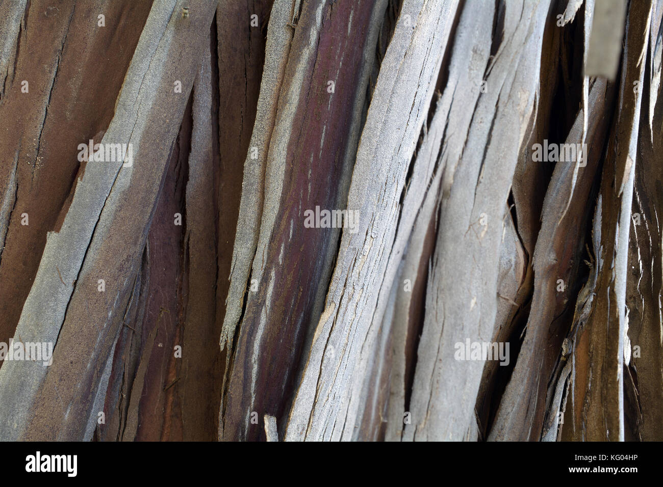 The bark of a young coastal redwood, Sequoia sempervirens, with ...