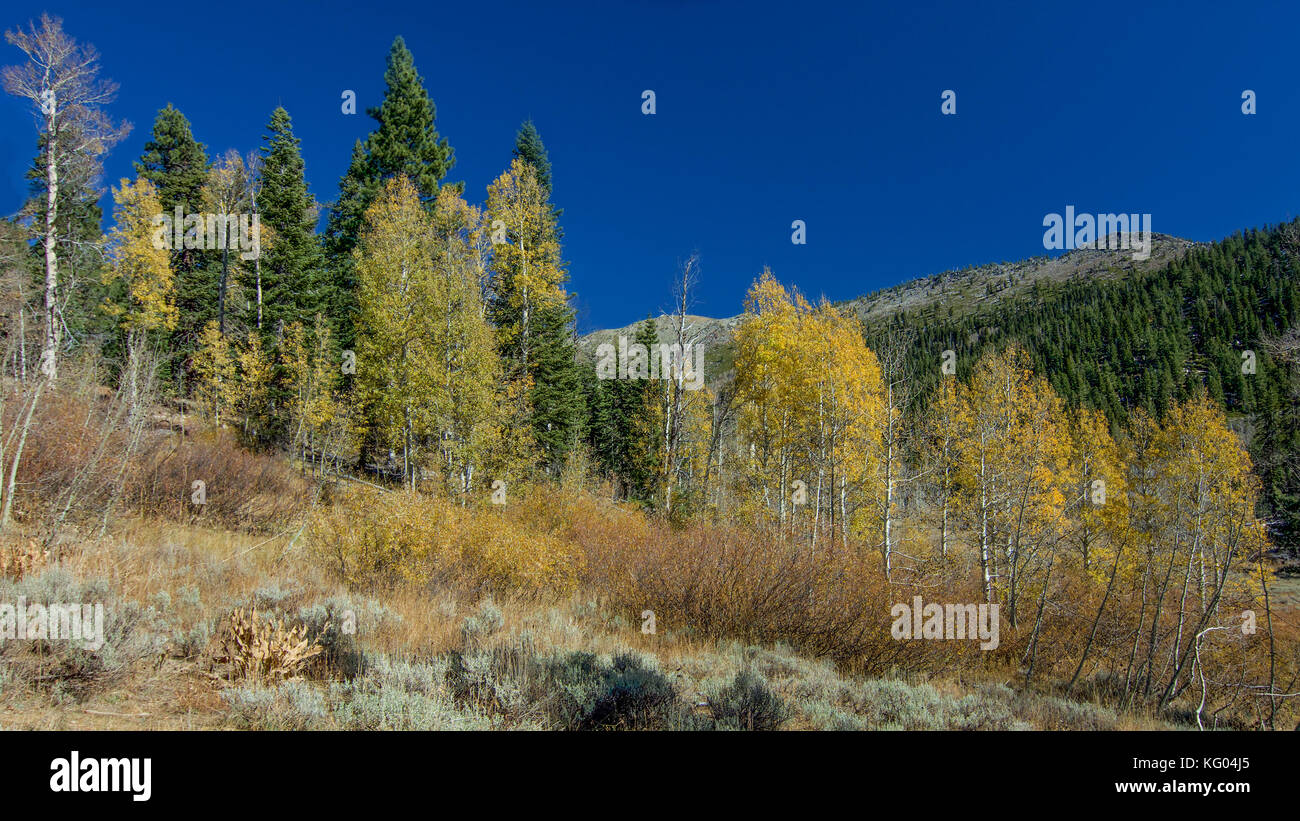 Yellow leaves of Aspen trees in Nevada in the Fall on the trail from ...