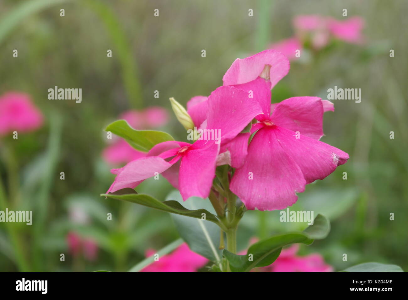 flowers by the lake Stock Photo - Alamy