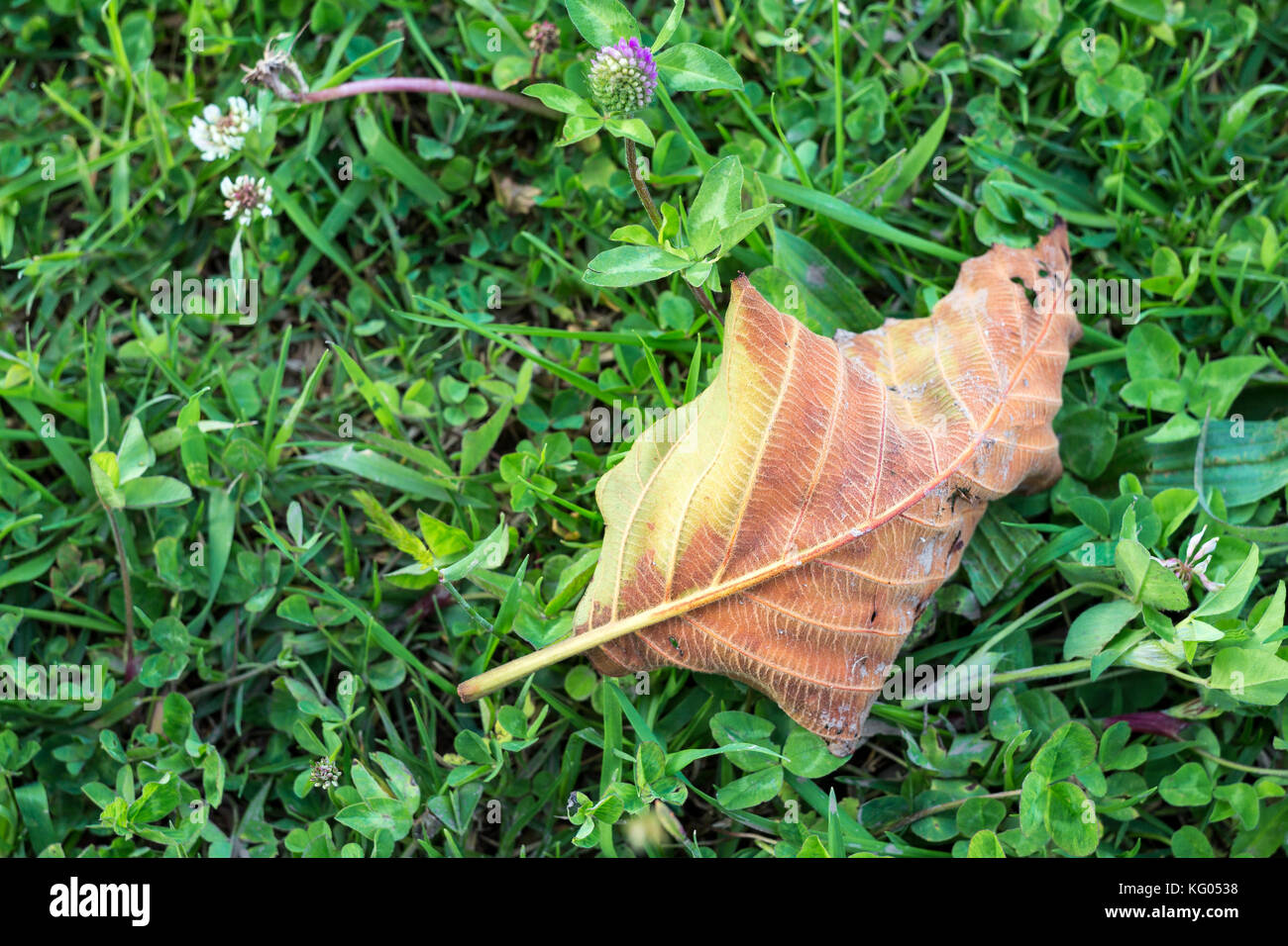 Hoja leaf hi-res stock photography and images - Alamy