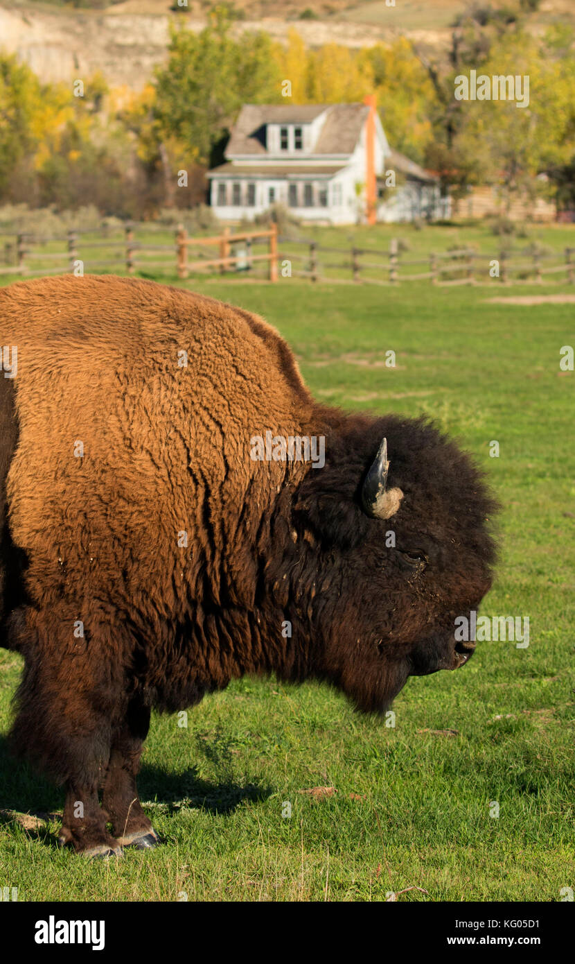 Peaceful Valley Ranch with bison, Theodore Roosevelt National Park ...