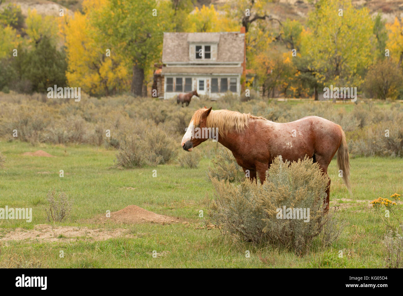 Peaceful Valley Ranch with wild horse, Theodore Roosevelt National Park ...