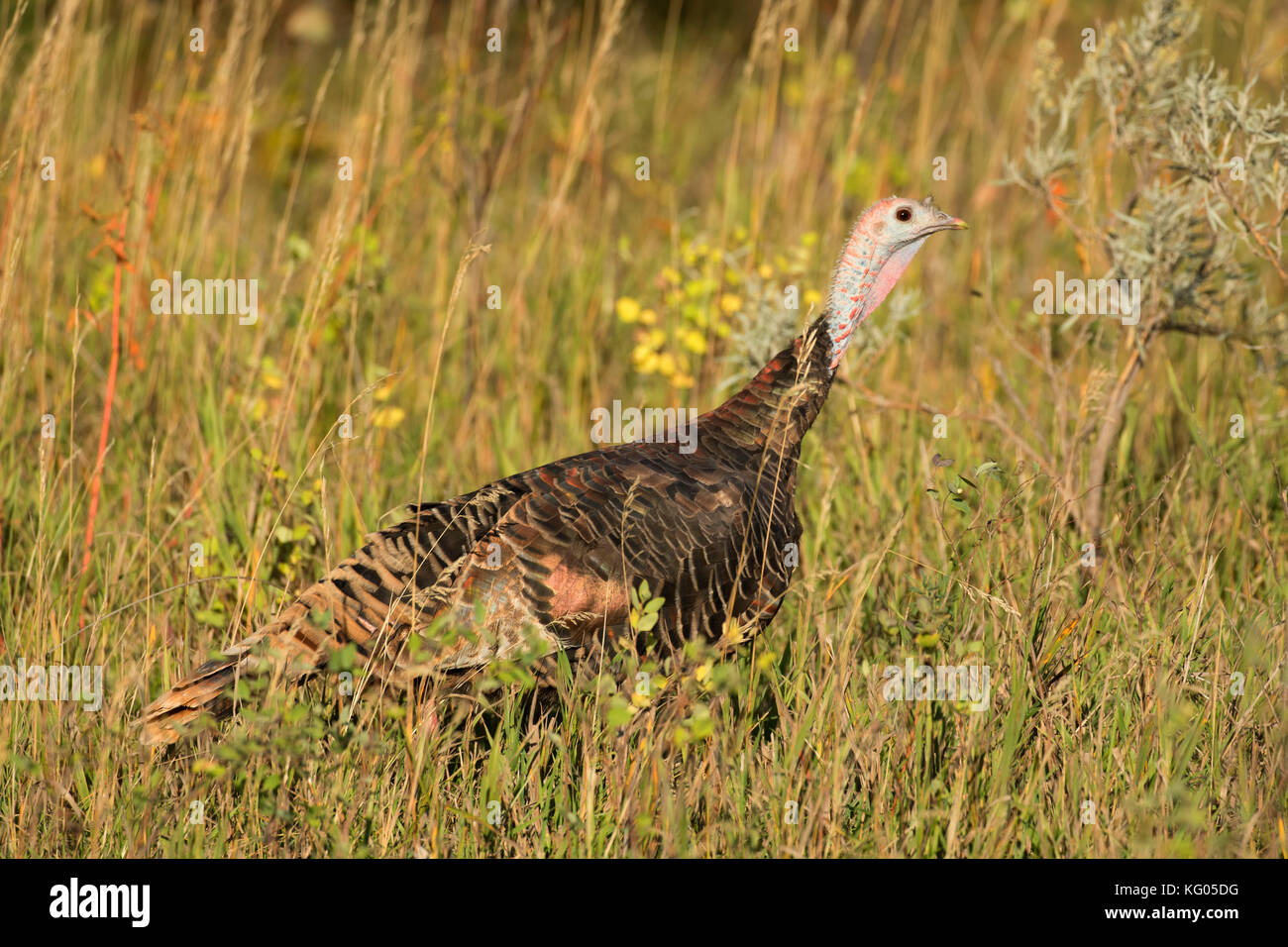 Theodore roosevelt national park bird hi-res stock photography and ...