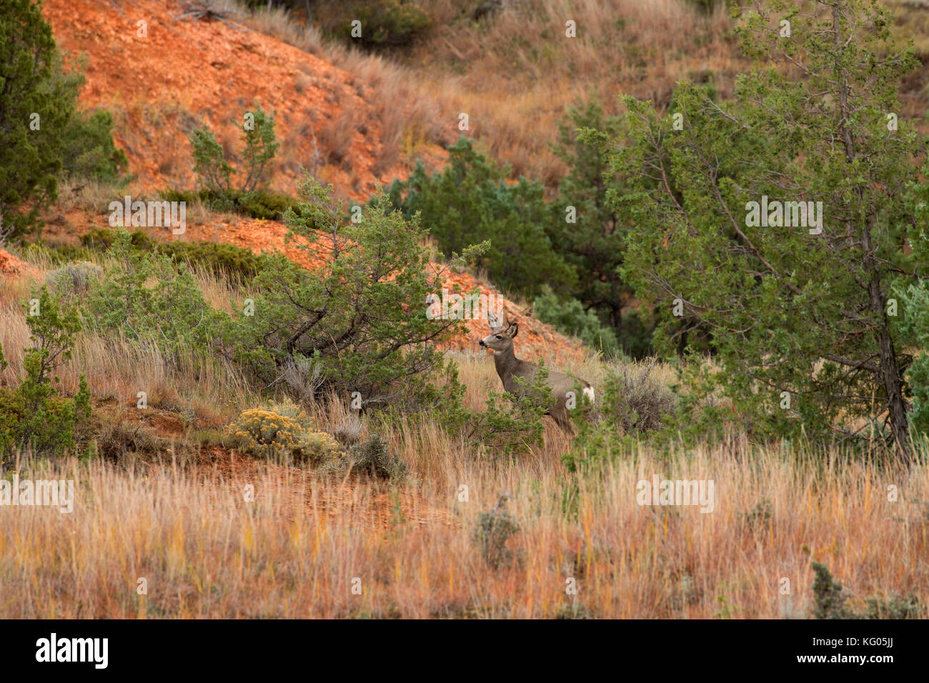 Deer, Theodore Roosevelt National Park-North Unit, North Dakota Stock ...