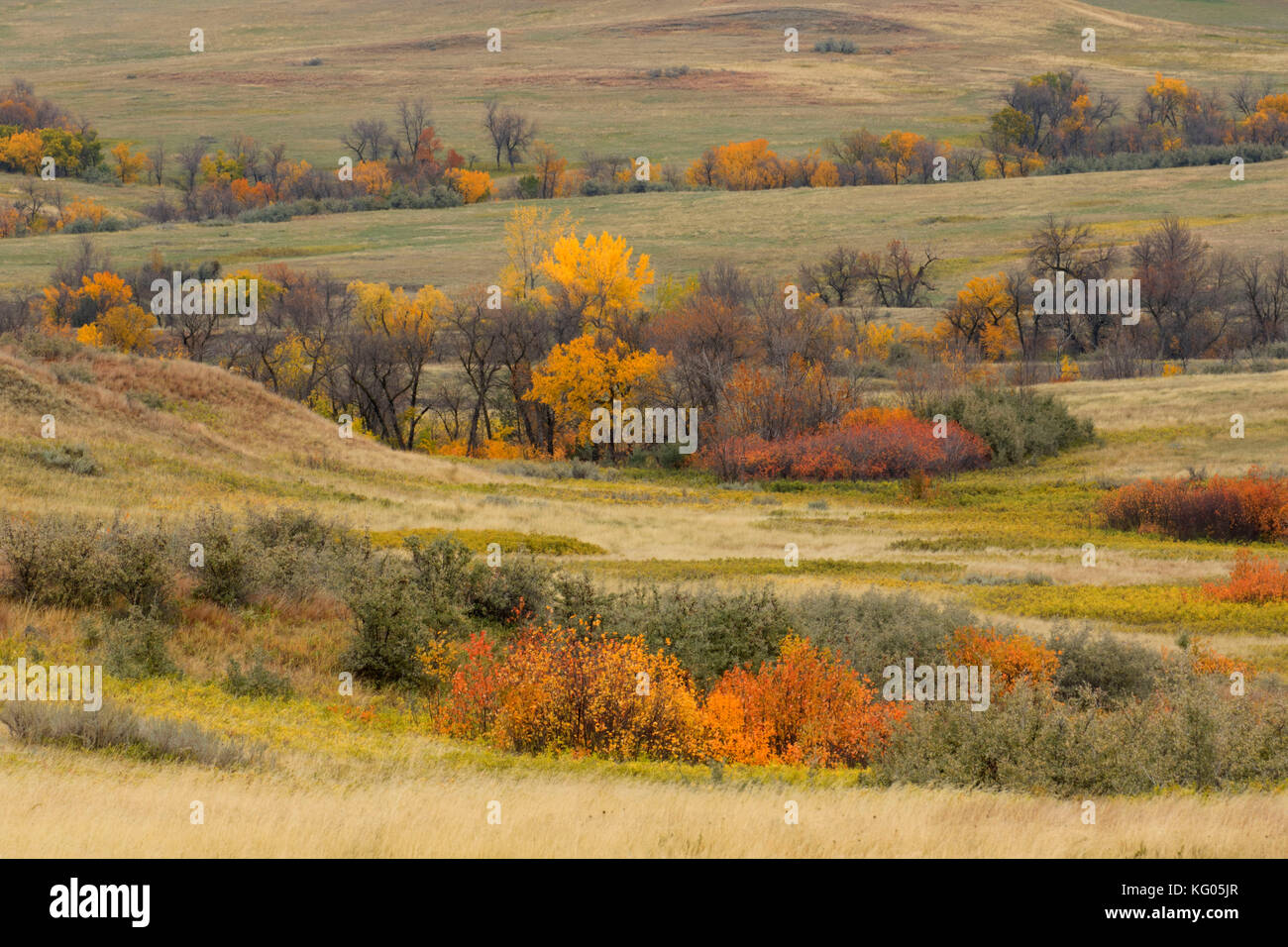 Autumn prairie, Theodore Roosevelt National Park-North Unit, North ...