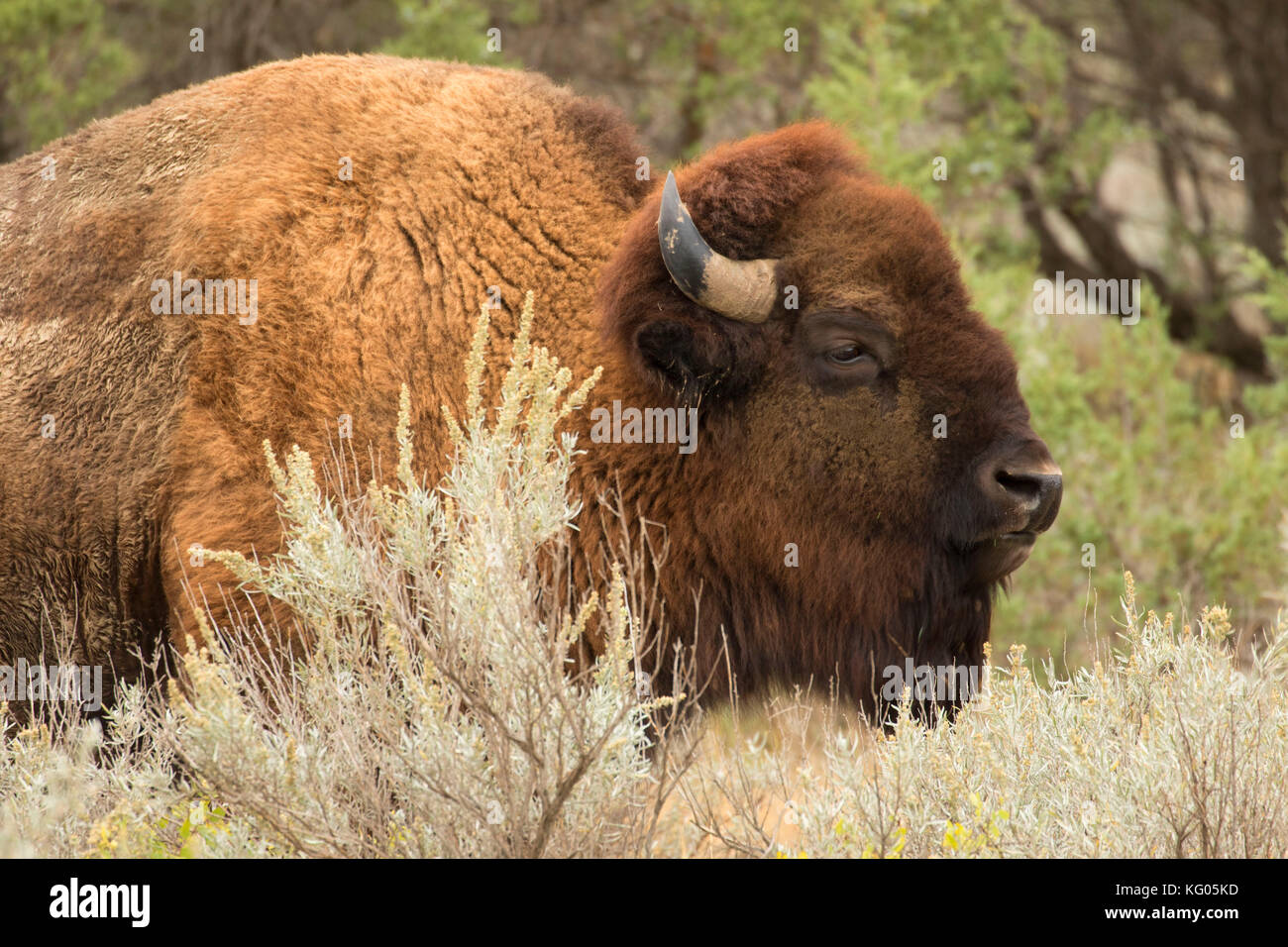 Bison, Theodore Roosevelt National Park-North Unit, North Dakota Stock ...